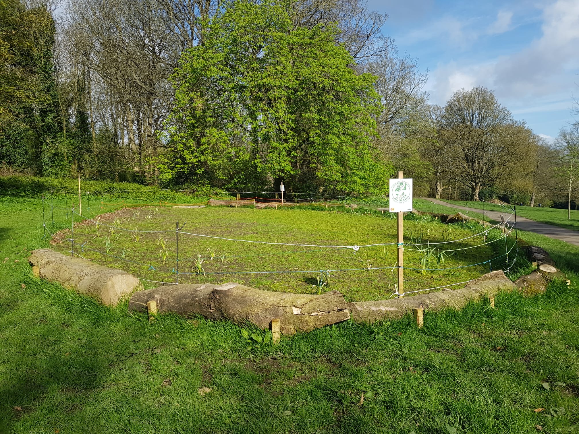 Chelsea Park Wildflower Meadow – Nether Edge and Sharrow Sustainable ...