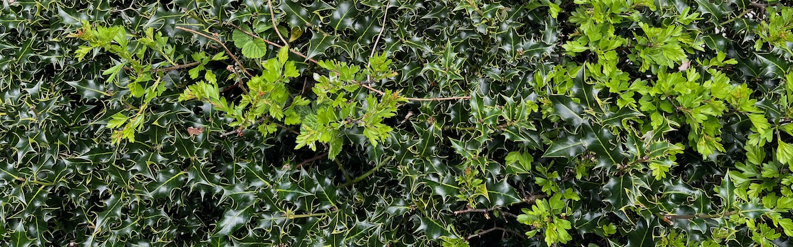 Planning, planting & maintaining a native hedge – Nether Edge and ...