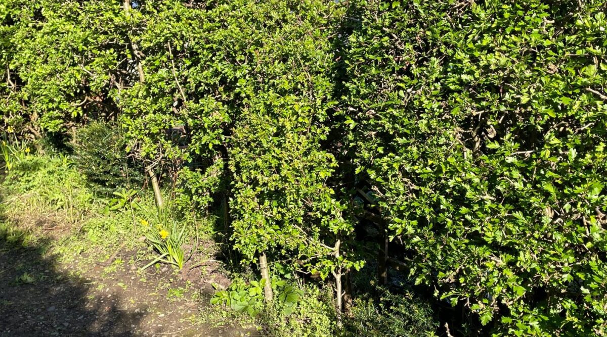Planning, planting & maintaining a native hedge – Nether Edge and ...