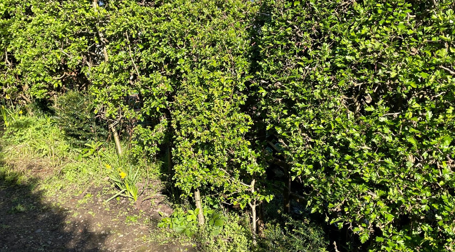 Planning, planting & maintaining a native hedge – Nether Edge and ...